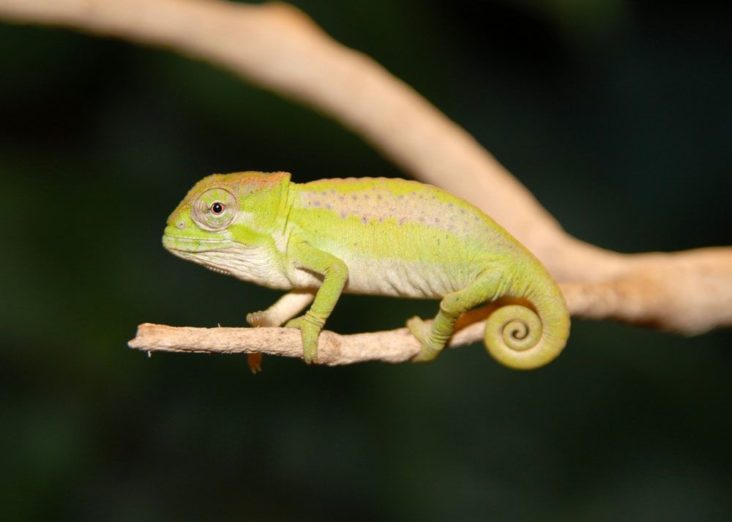 Chameleon Photos and Images | FL Chams
