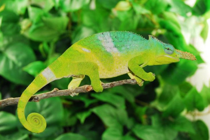 Chameleon Photos and Images | FL Chams