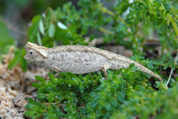 Chameleon Photos and Images | FL Chams