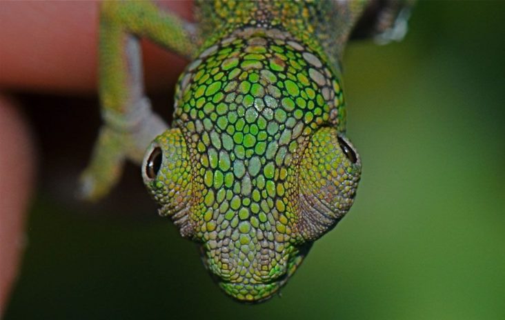 Chameleon Photos and Images | FL Chams