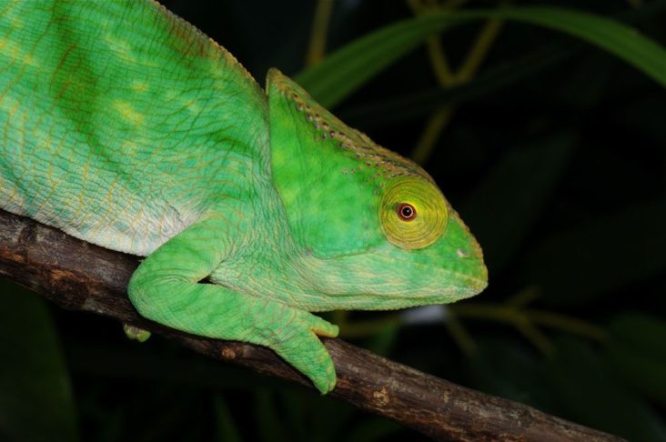 Chameleon Photos and Images | FL Chams