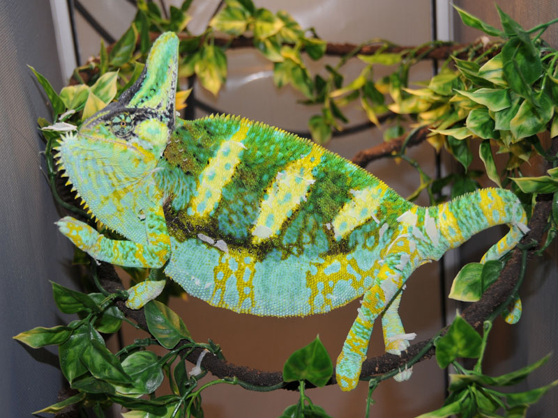 Adult Veiled Chameleon Breeder Marsh – FL Chams