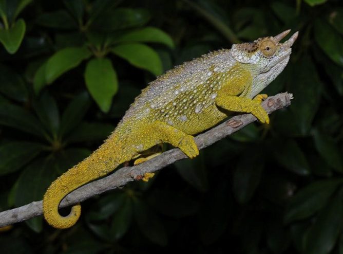 Poroto Mt. Three-horned Chameleon (Chamaeleo (Trioceros) fuelleborni ...
