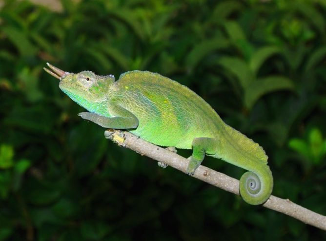 Cameroon Two Horned Chameleons For Sale | Buy Montium Chameleons | FL Chams