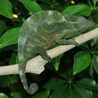 Usambara Giant Three-horned Chameleon (Chamaeleo (Trioceros) deremensis ...