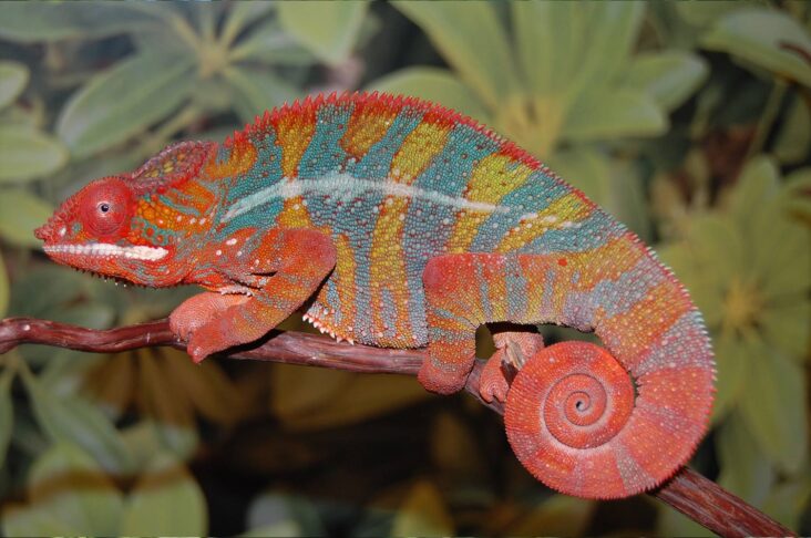 Chameleon Photos and Images | FL Chams